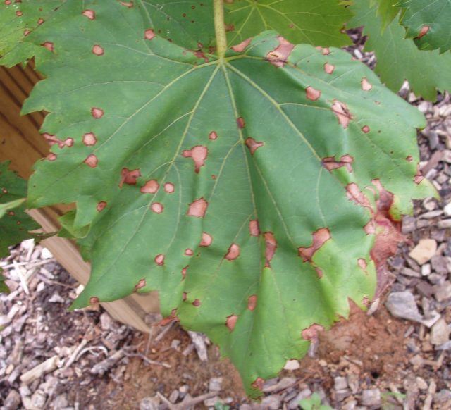 NJDEP| Air Planning | Ground-level Ozone