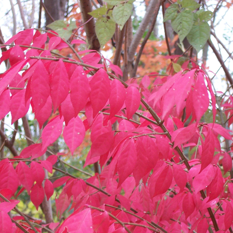 NJDEP| Invasive Species | Invasive Plants