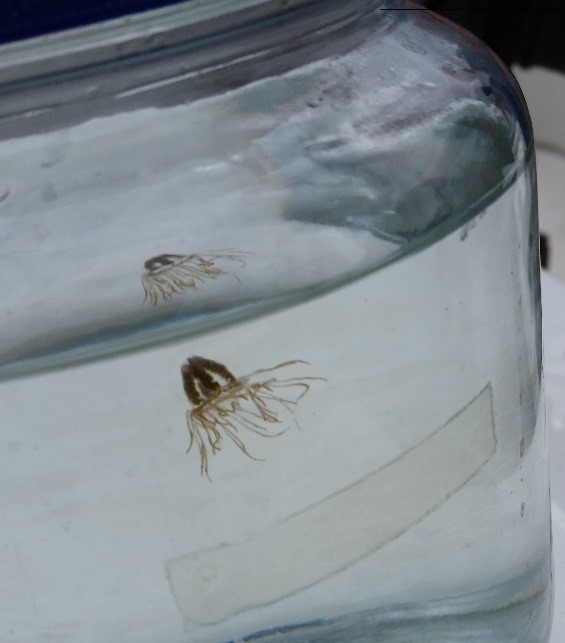 NJDEP| News Releases | DEP Reminds Public to Be Aware of Clinging ...